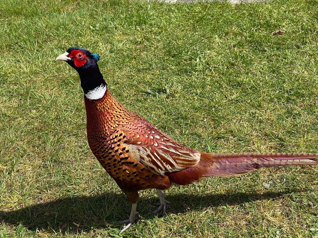 Fazant inheems? – Groene Vitamines